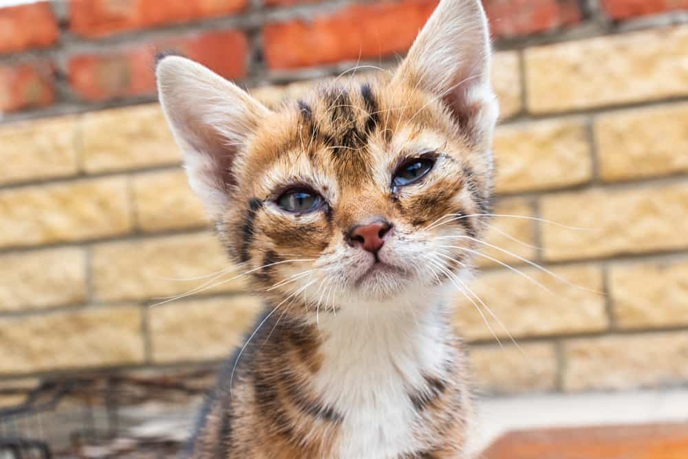 Răceala la pisică - The Vets